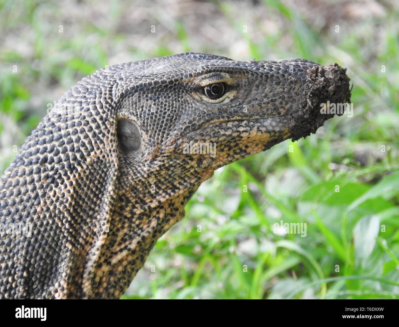 Komodo waran -Fotos und -Bildmaterial in hoher Auflösung – Alamy