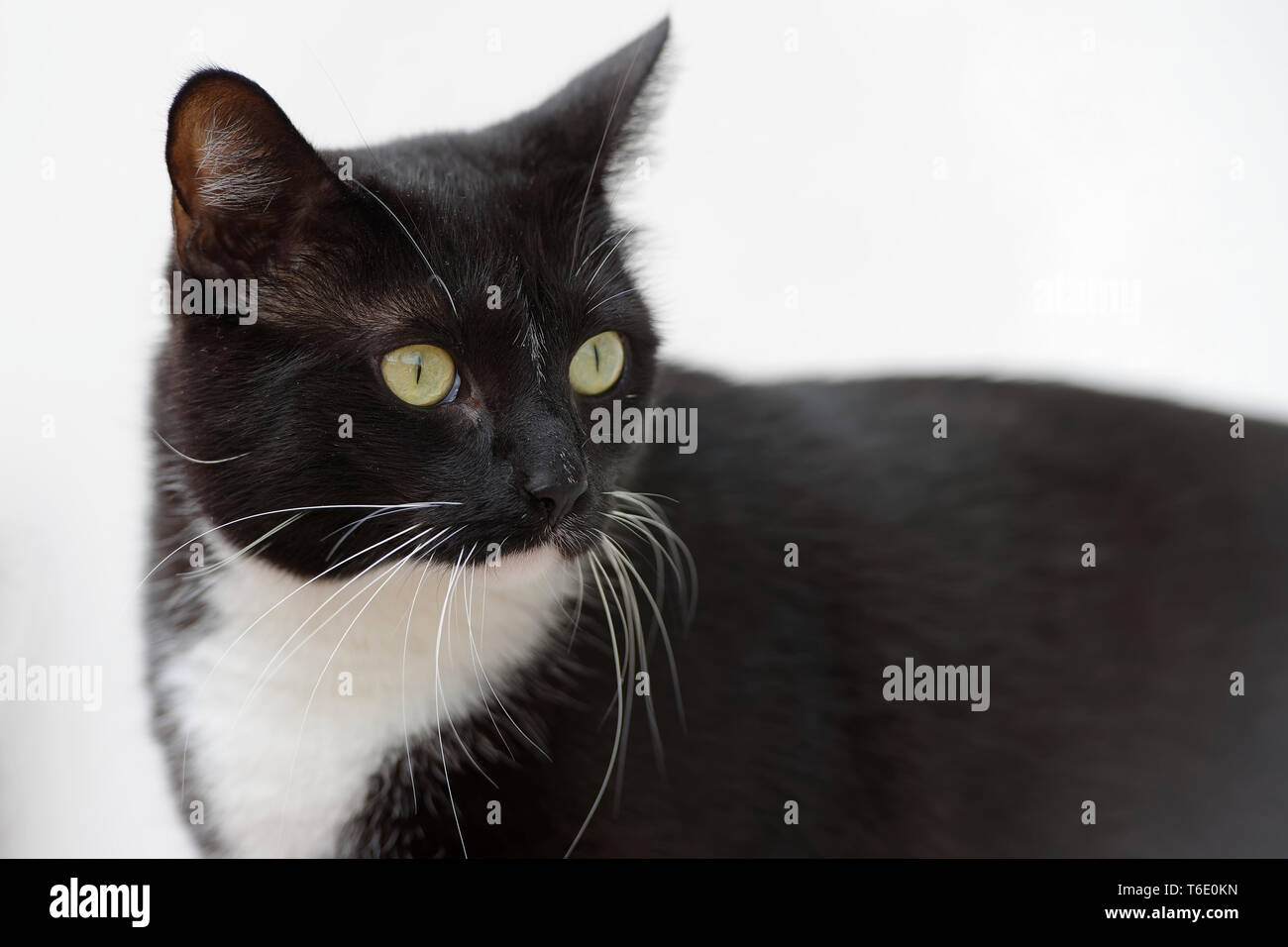 Leben mit katze -Fotos und -Bildmaterial in hoher Auflösung – Alamy
