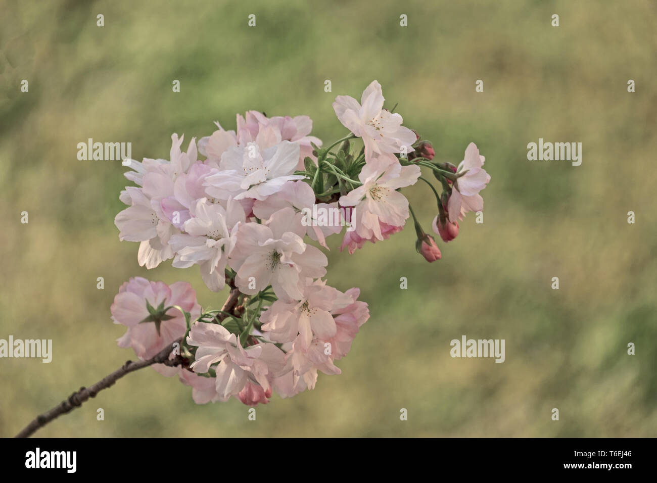 Japan kirsch -Fotos und -Bildmaterial in hoher Auflösung – Alamy