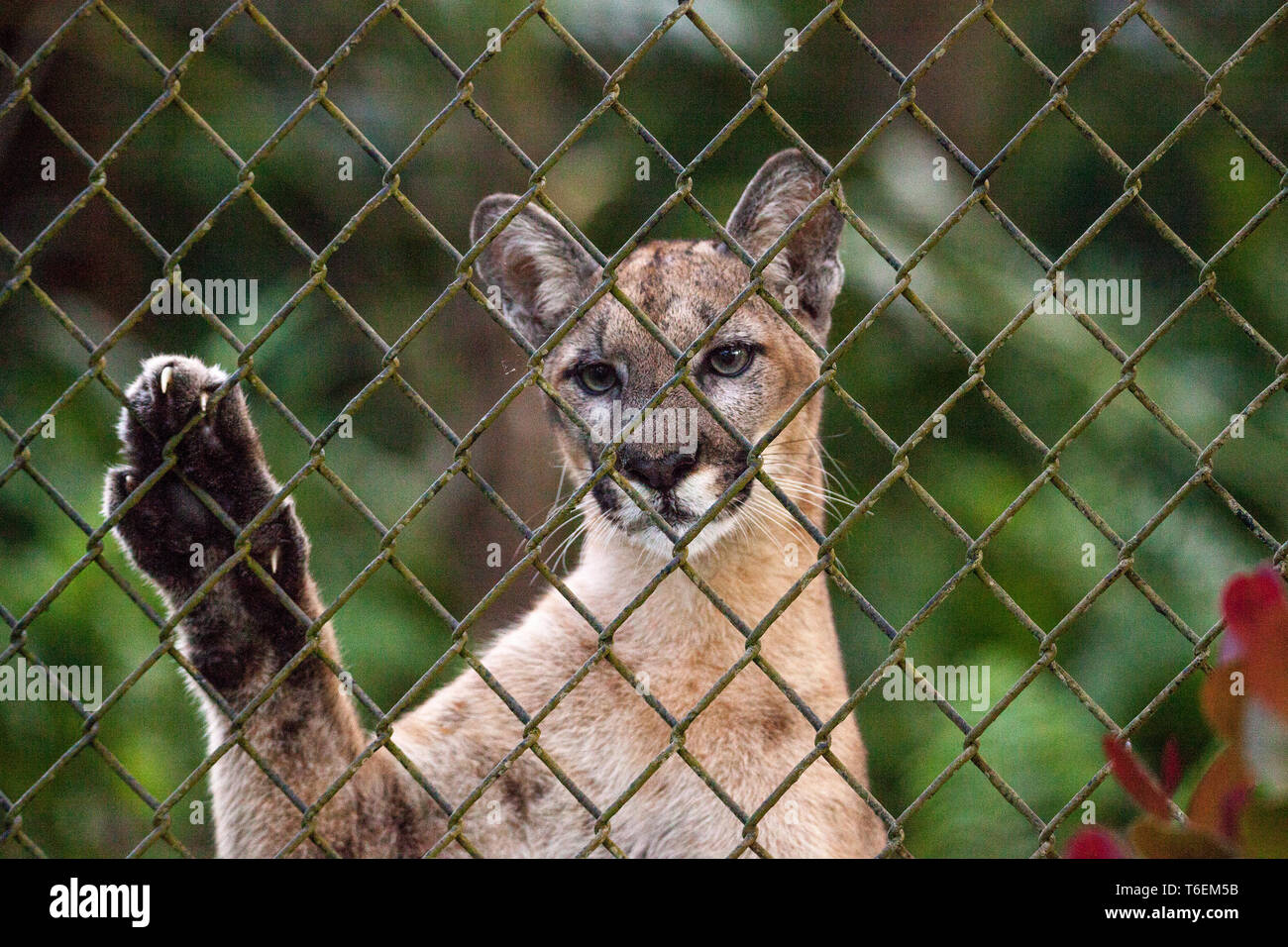 Puma Pfote Stockfotos und -bilder Kaufen - Alamy