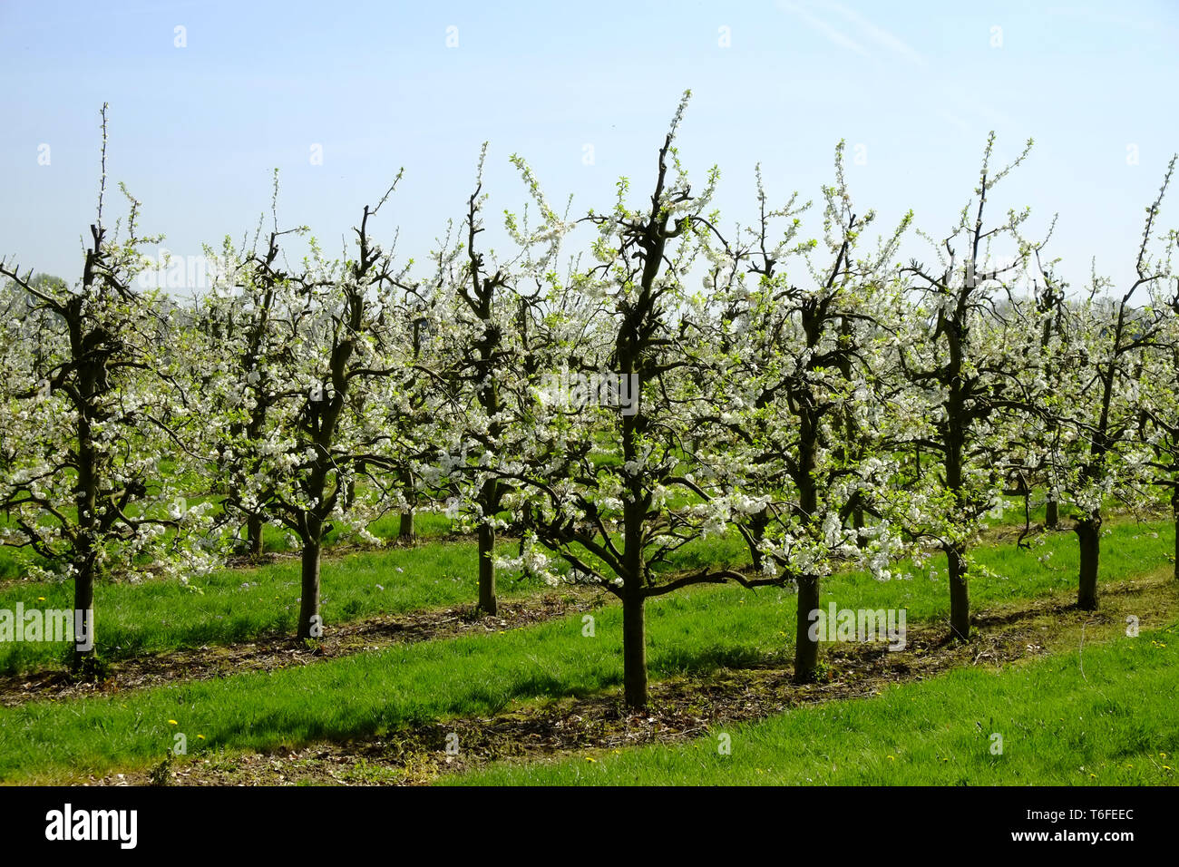 Apfel plantage -Fotos und -Bildmaterial in hoher Auflösung – Alamy
