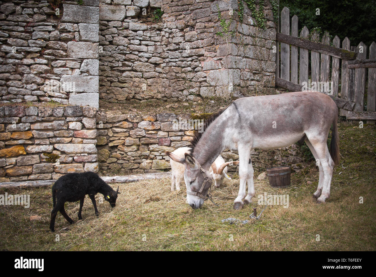 Tiere auf dem bauernhof -Fotos und -Bildmaterial in hoher Auflösung – Alamy