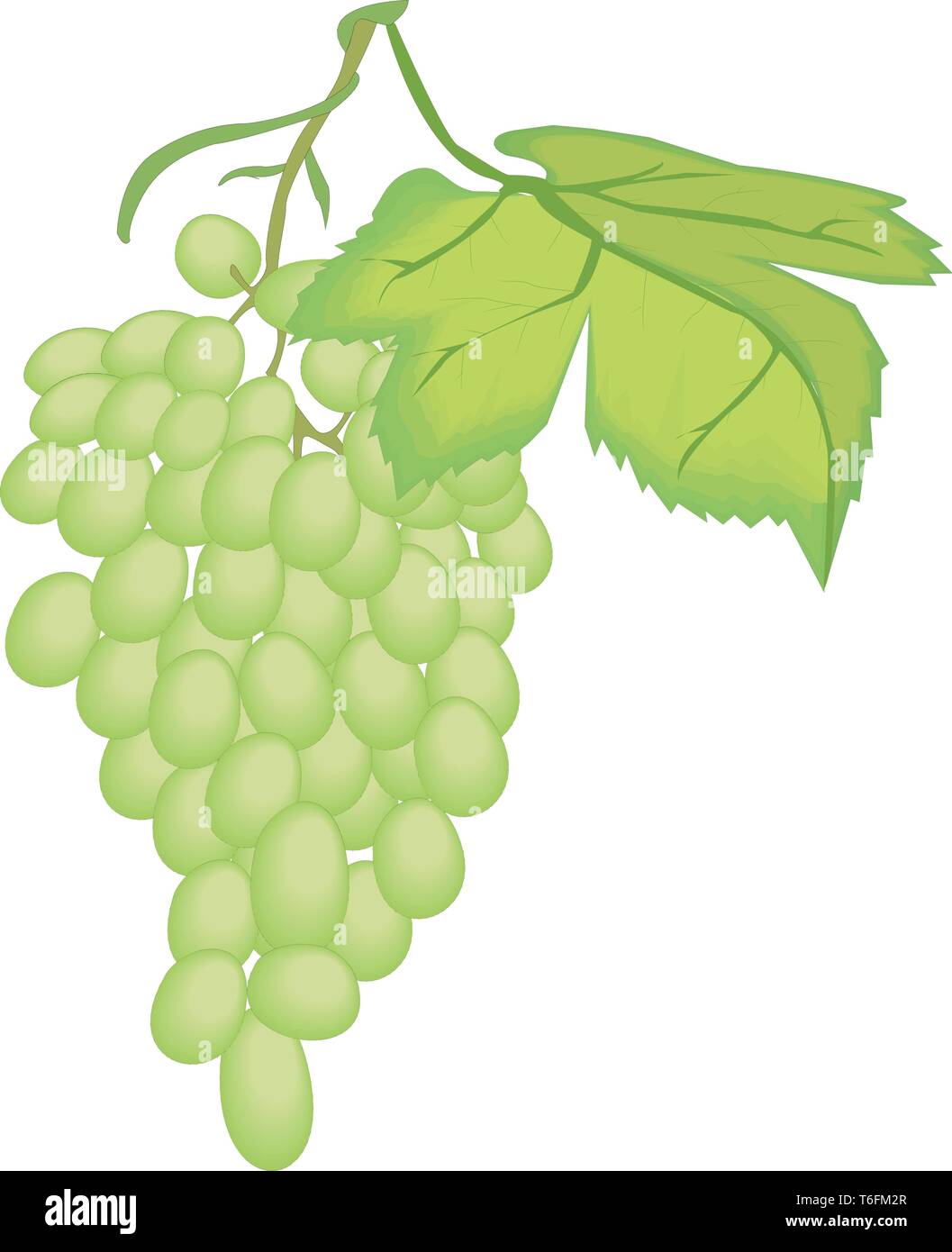 Weintraube illustration -Fotos und -Bildmaterial in hoher Auflösung – Alamy