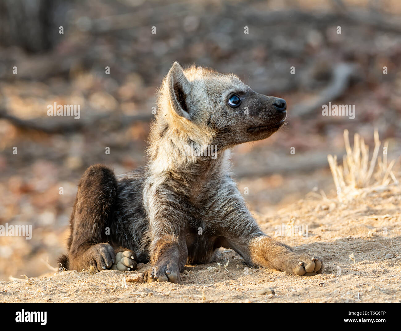 Baby Hyena Stockfotos und -bilder Kaufen - Alamy