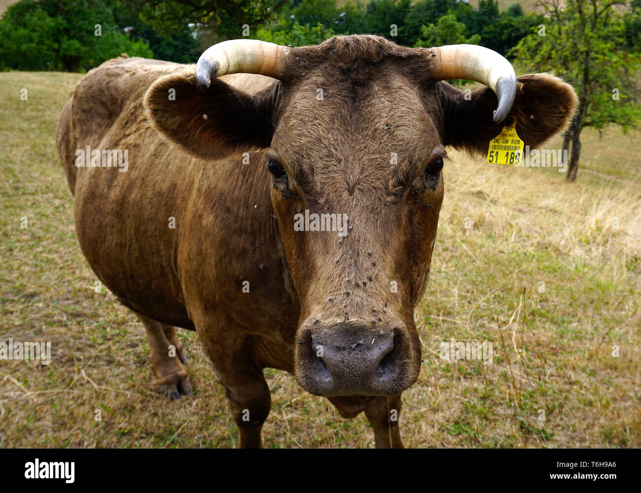 Braunes vieh -Fotos und -Bildmaterial in hoher Auflösung – Alamy