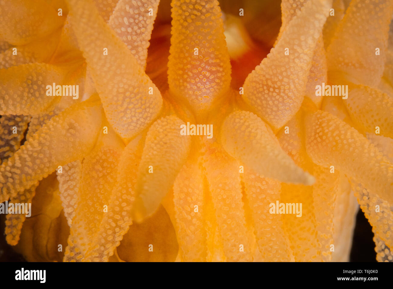 Tubastrea coccinea -Fotos und -Bildmaterial in hoher Auflösung – Alamy