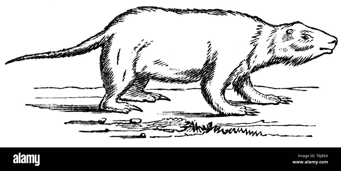 Holz graviert Illustration, von der "Schatzkammer der Natur" von Samuel ...