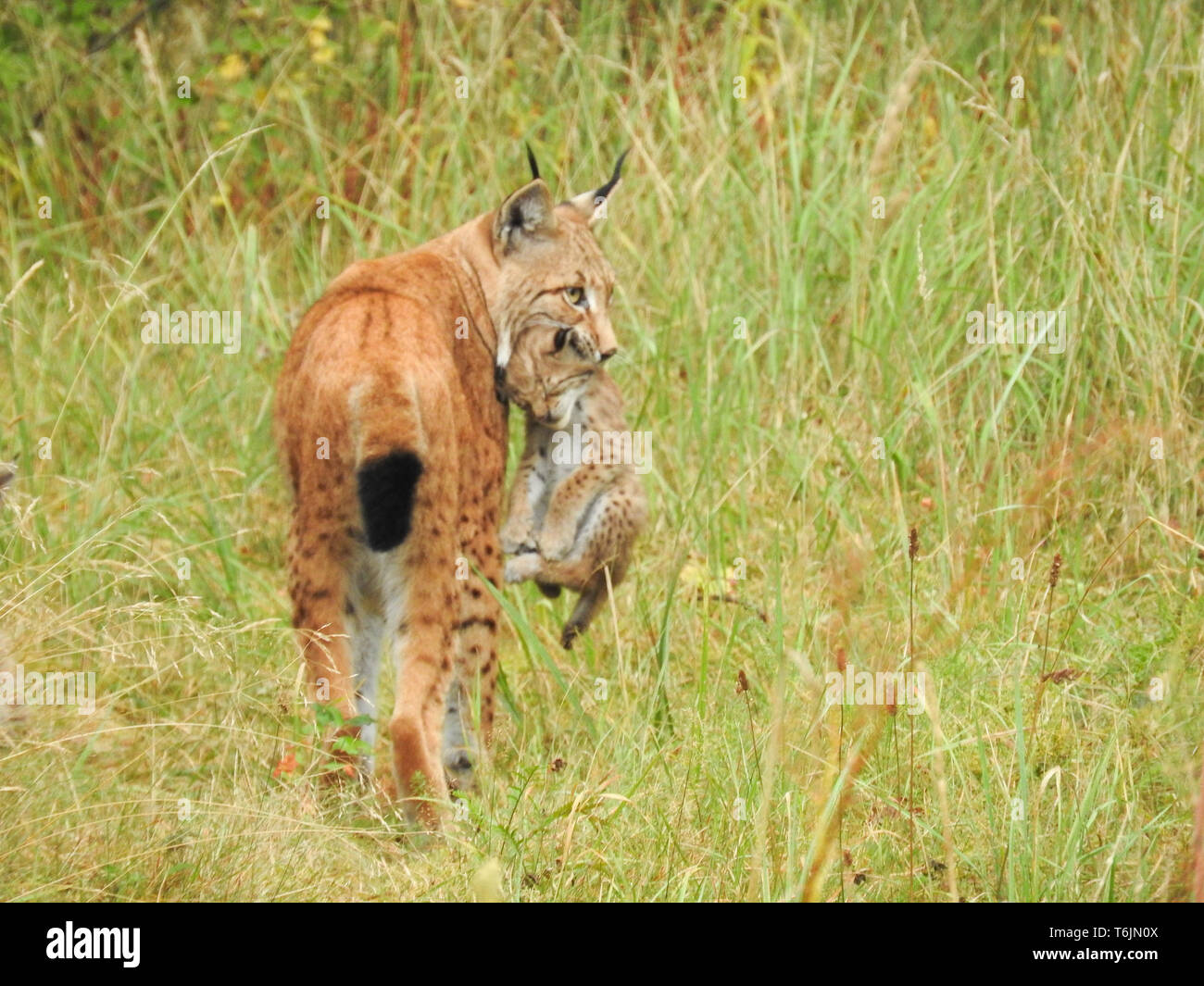 Eurasischer luchs luchs luchs -Fotos und -Bildmaterial in hoher ...