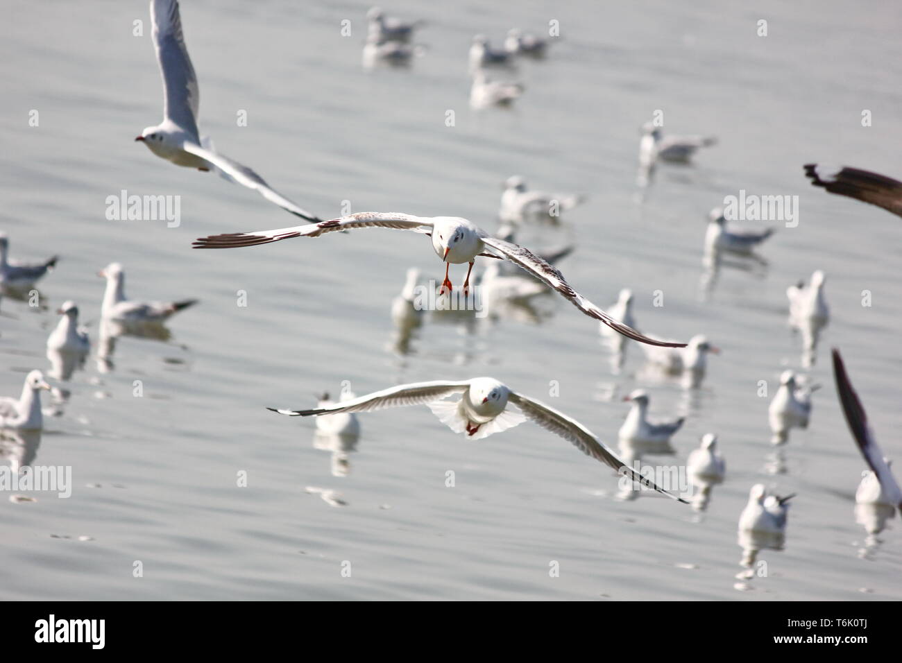 Möwe fliegen -Fotos und -Bildmaterial in hoher Auflösung – Alamy