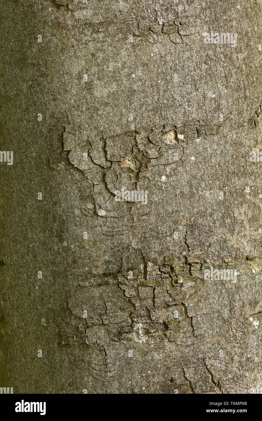 Ahorn rinde -Fotos und -Bildmaterial in hoher Auflösung – Alamy