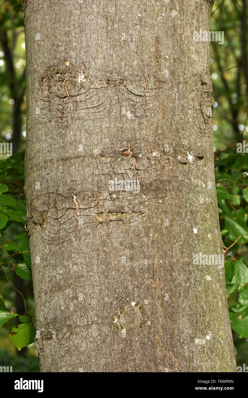 Platanen rinde -Fotos und -Bildmaterial in hoher Auflösung – Alamy