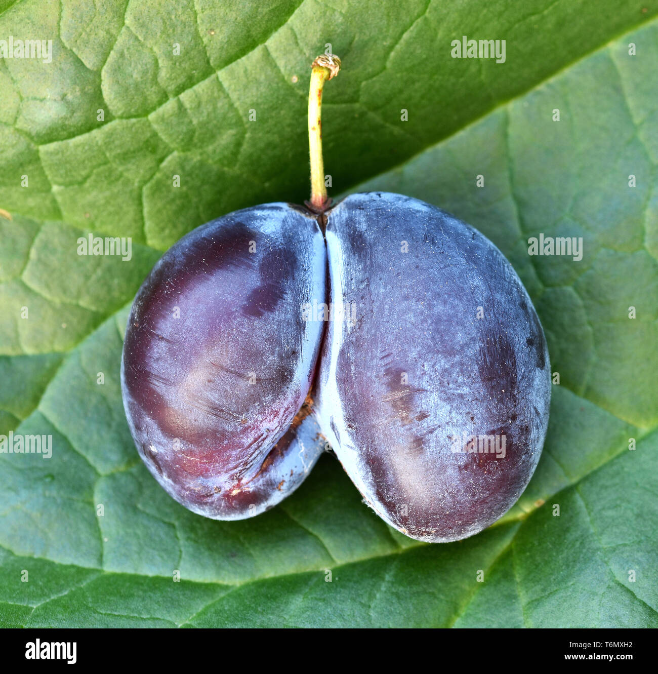 European plum prunus domestica prunus -Fotos und -Bildmaterial in hoher ...