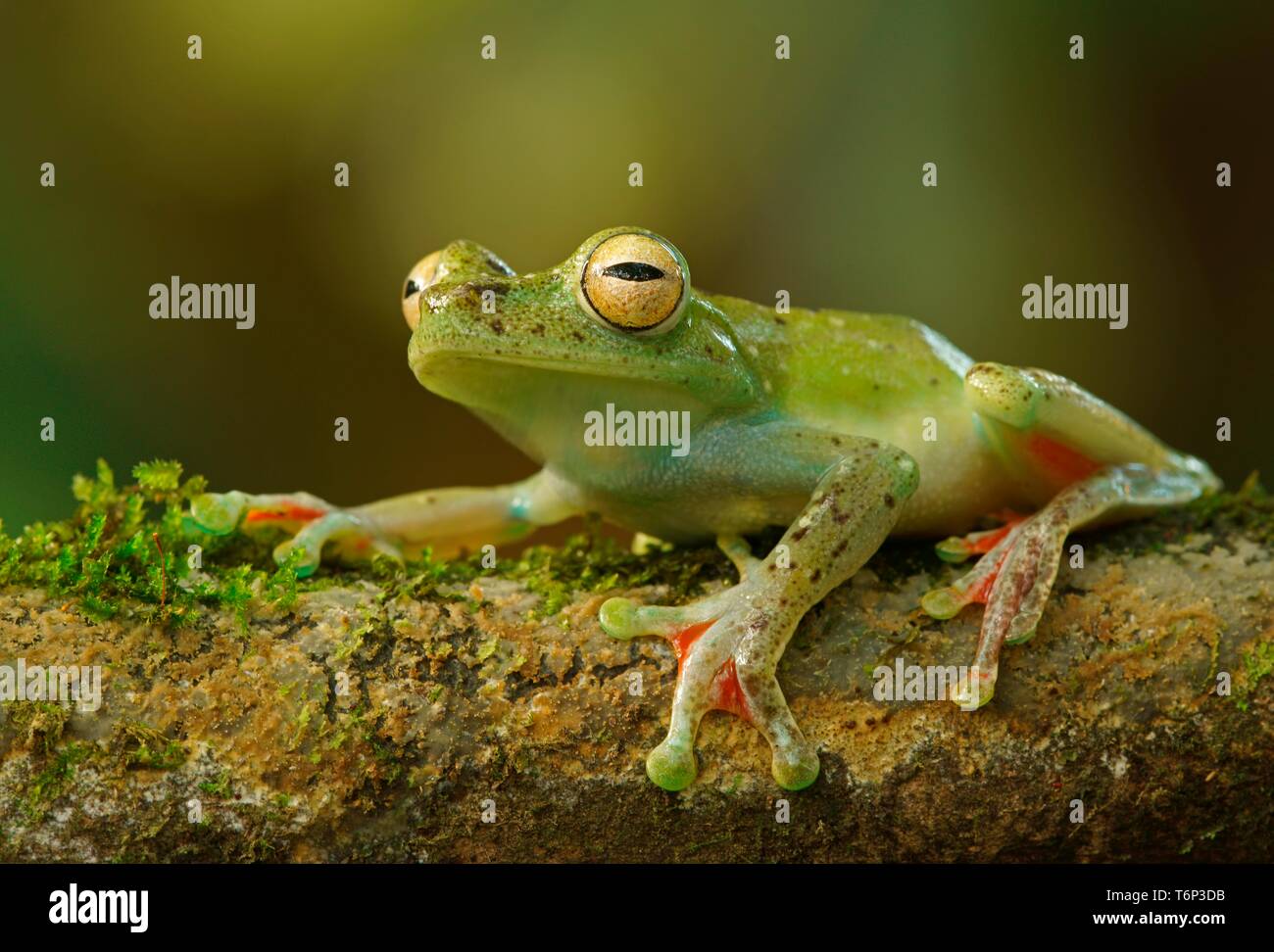 Canal zone tree frog -Fotos und -Bildmaterial in hoher Auflösung – Alamy