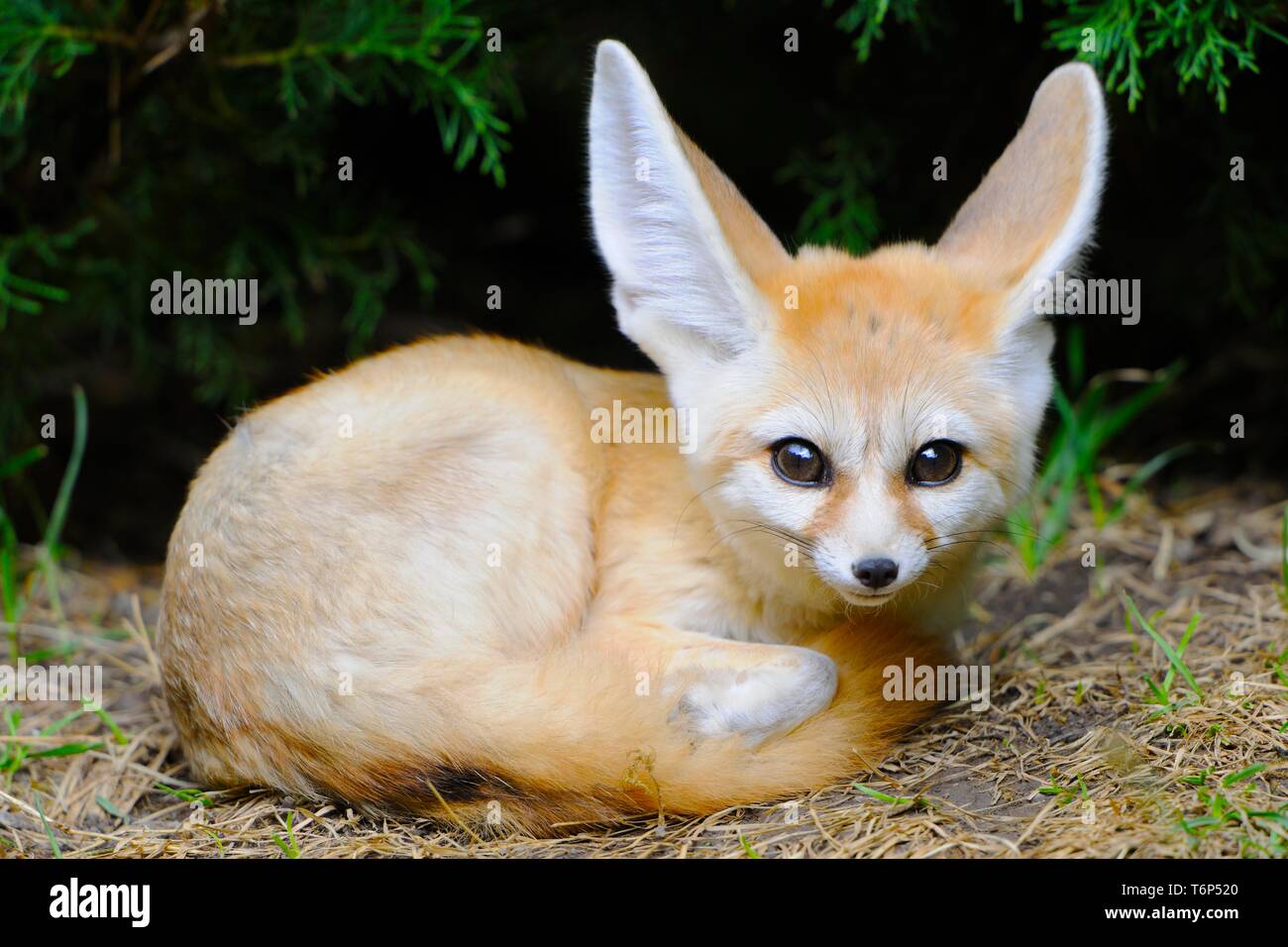Fennec Fuchs (Vulpes zerda), junge Tier, Captive, Vorkommen in ...