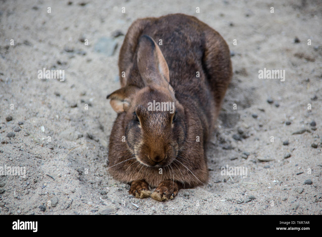 Hase Mit Langen Ohren