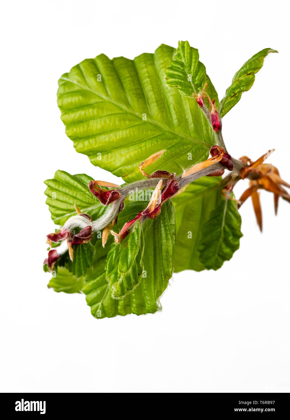 Fagus sylvatica blatt -Fotos und -Bildmaterial in hoher Auflösung – Alamy