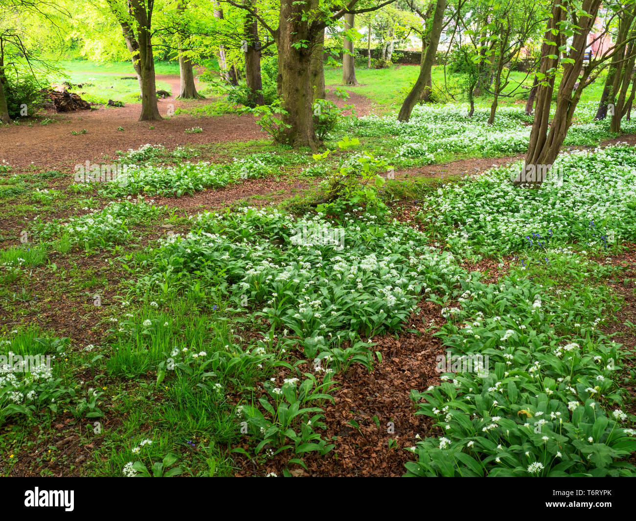 Jakob knoblauch -Fotos und -Bildmaterial in hoher Auflösung – Alamy