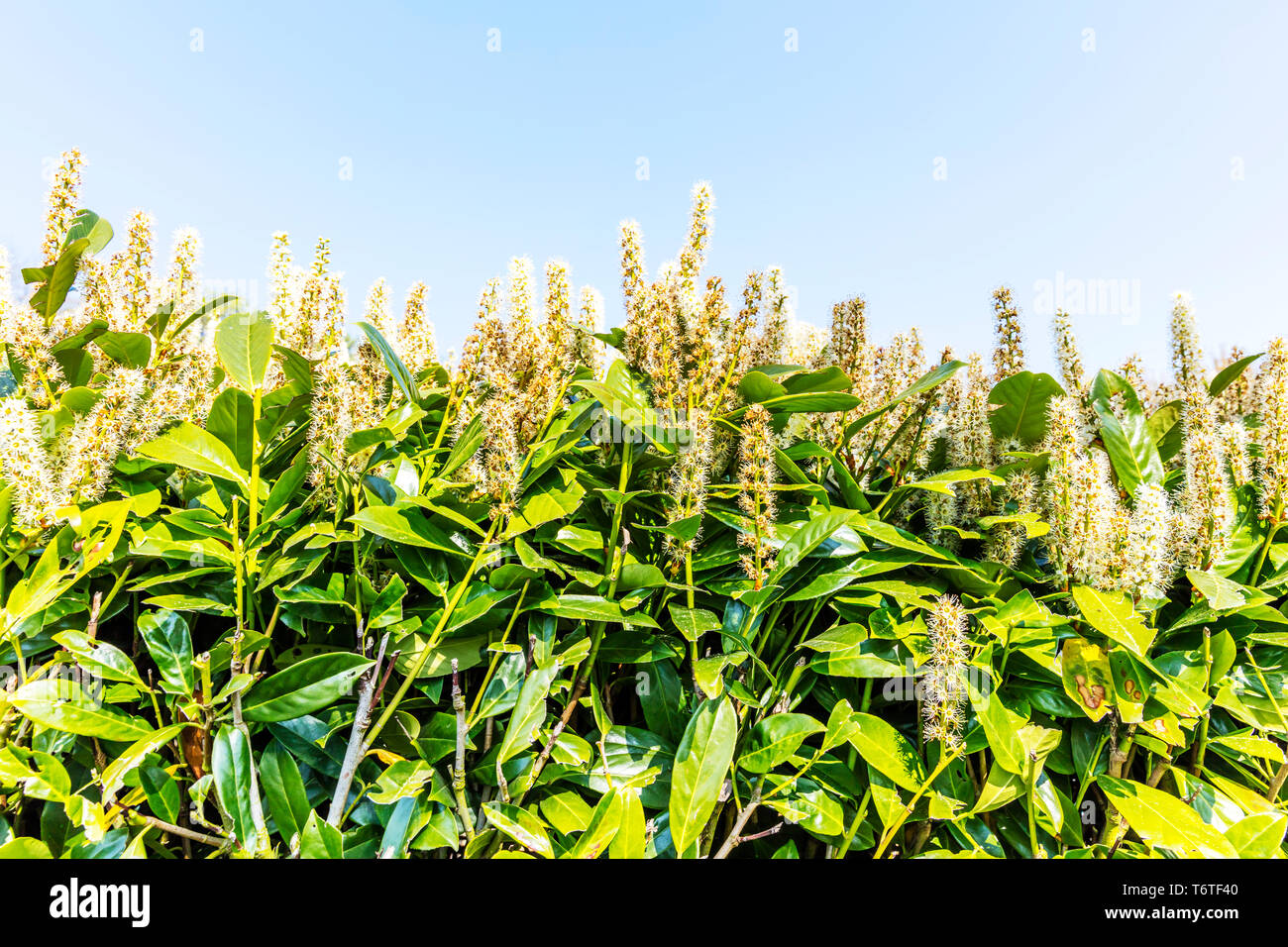Lorbeer blume -Fotos und -Bildmaterial in hoher Auflösung – Alamy