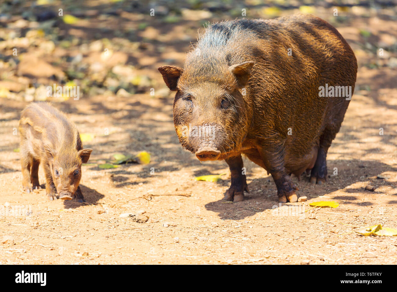 Hausschweine neuer wald -Fotos und -Bildmaterial in hoher Auflösung – Alamy