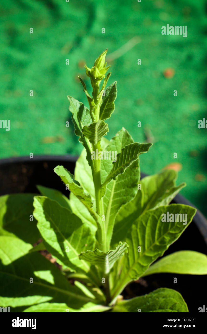 Blühende tabakpflanze -Fotos und -Bildmaterial in hoher Auflösung – Alamy