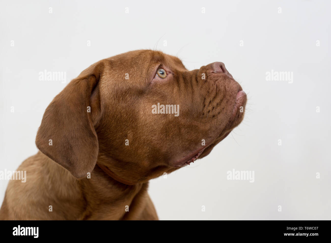 Isolierte bordeauxdogge -Fotos und -Bildmaterial in hoher Auflösung – Alamy
