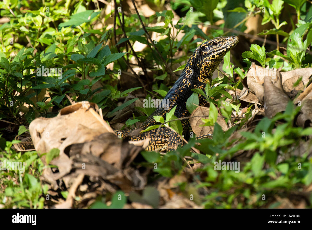 Kolumbianischer tegu tupinambis teguixin -Fotos und -Bildmaterial in hoher Auflösung – Alamy