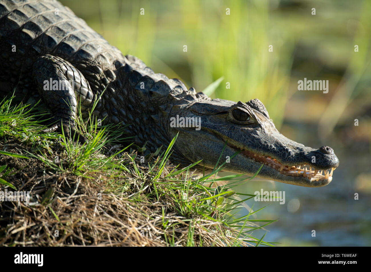 Surinam kaiman -Fotos und -Bildmaterial in hoher Auflösung – Alamy