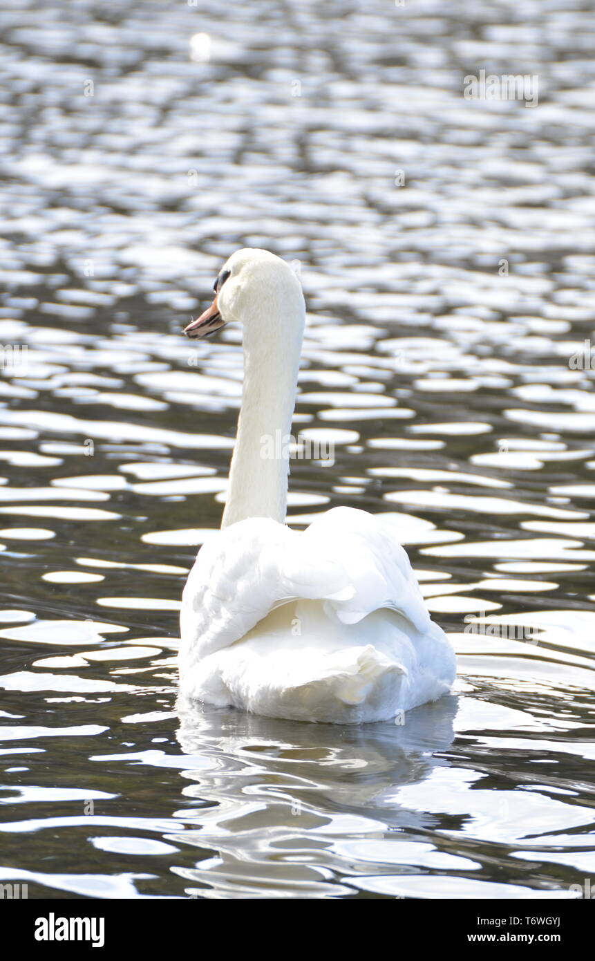 Pa vannet -Fotos und -Bildmaterial in hoher Auflösung – Alamy