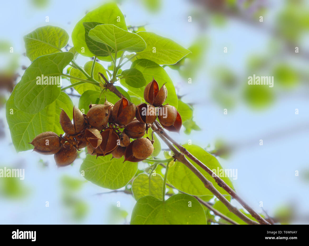 Kaiserinbaum paulownia tomentosa -Fotos und -Bildmaterial in hoher ...