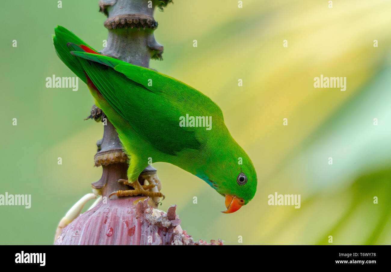 Banana parrot -Fotos und -Bildmaterial in hoher Auflösung – Alamy
