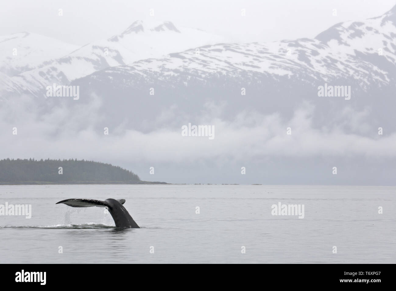Schwanzflosse des buckelwal alaska -Fotos und -Bildmaterial in hoher ...