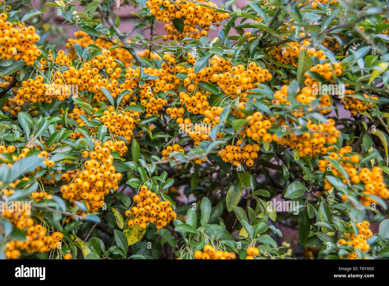 Strauch Gelbe Beeren