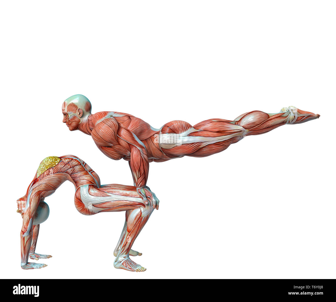 Muskel Paar Mann und Frau yoga Anatomie in einem weißen Hintergrund ...