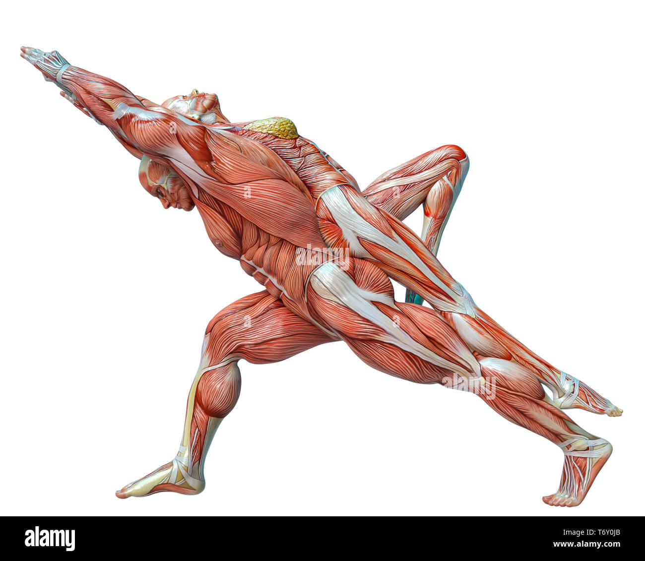 Muskel Paar Mann und Frau yoga Anatomie in einem weißen Hintergrund ...
