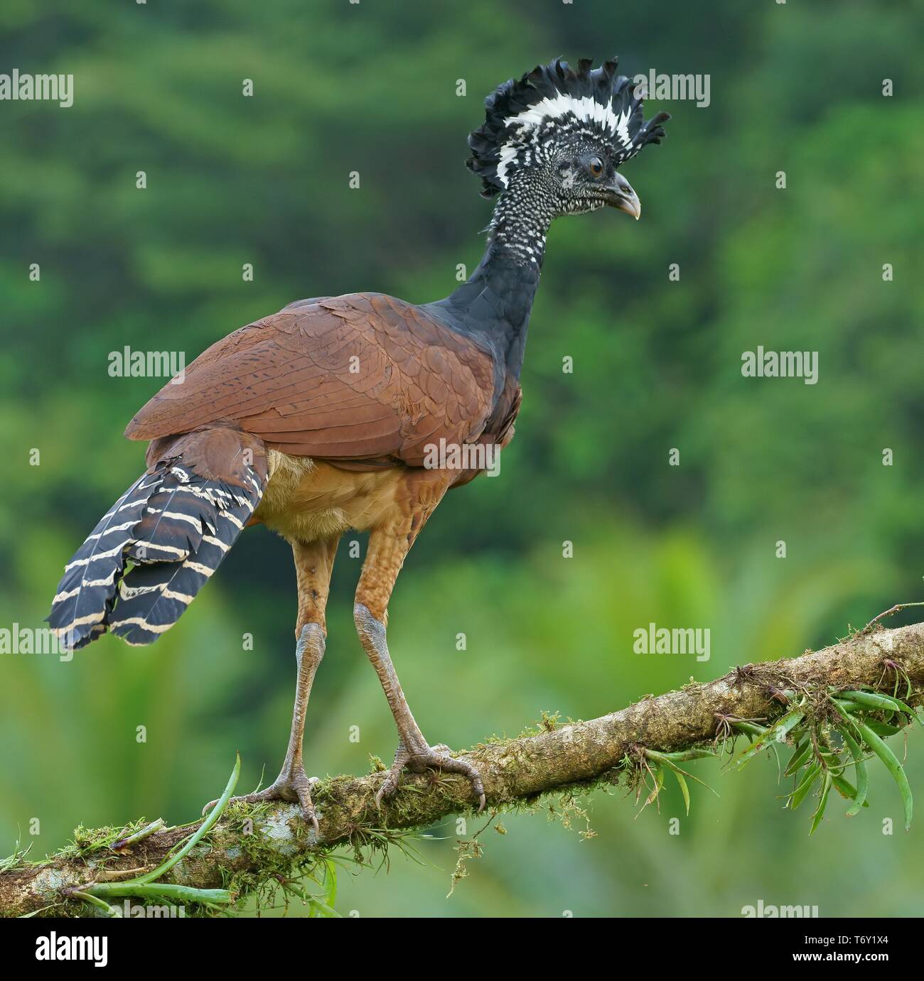 Curassow costa rica -Fotos und -Bildmaterial in hoher Auflösung – Alamy