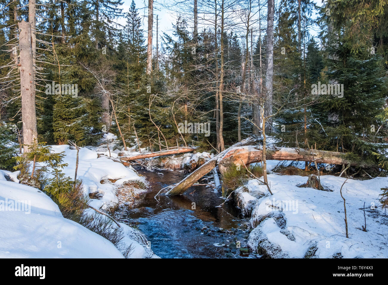 Nationalpark Harz im Winter Oderteich Stockfotografie - Alamy