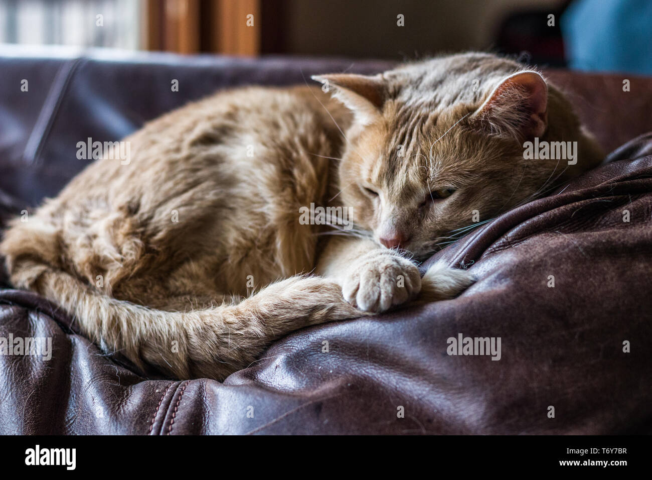 Katze mit haaren am ohr -Fotos und -Bildmaterial in hoher Auflösung ...