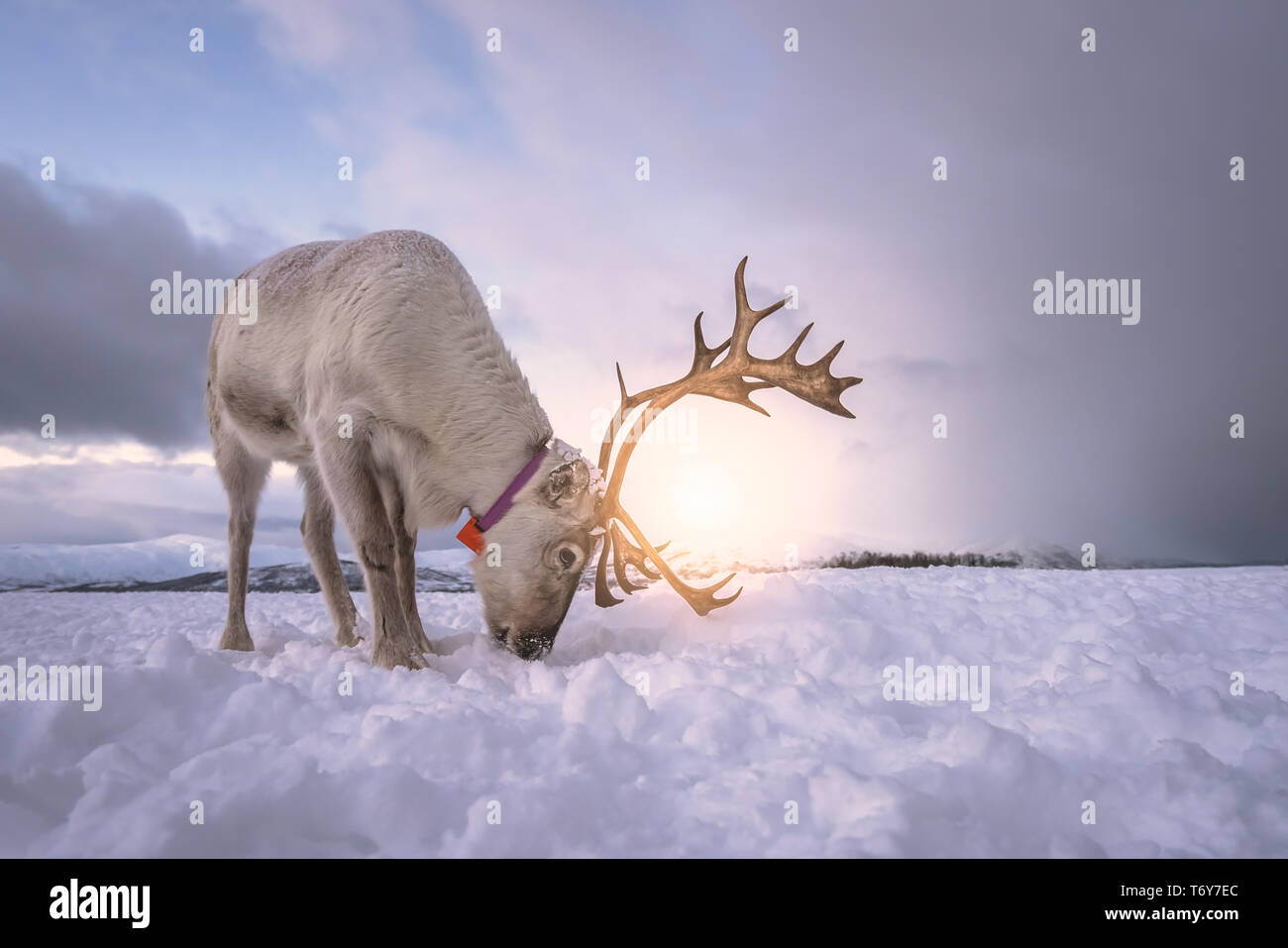 Porträt einer Rentier mit massiven Geweih Graben im Schnee auf der ...