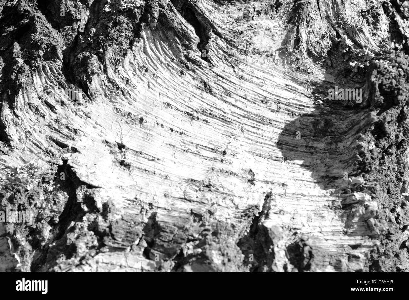 Birch texture -Fotos und -Bildmaterial in hoher Auflösung – Alamy
