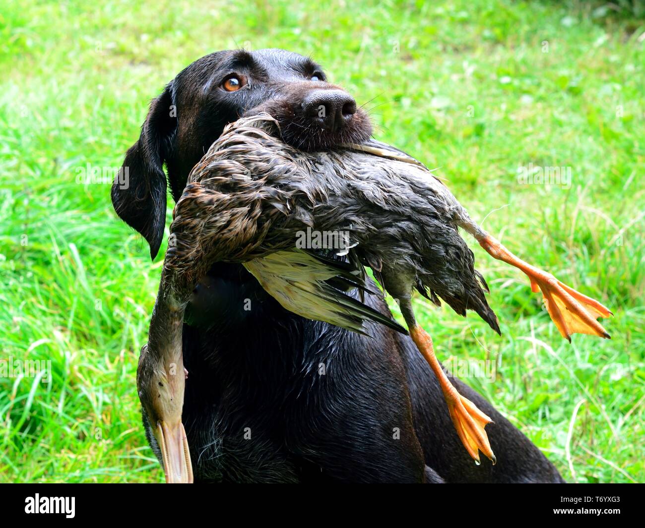 Jagdhund ente -Fotos und -Bildmaterial in hoher Auflösung – Alamy