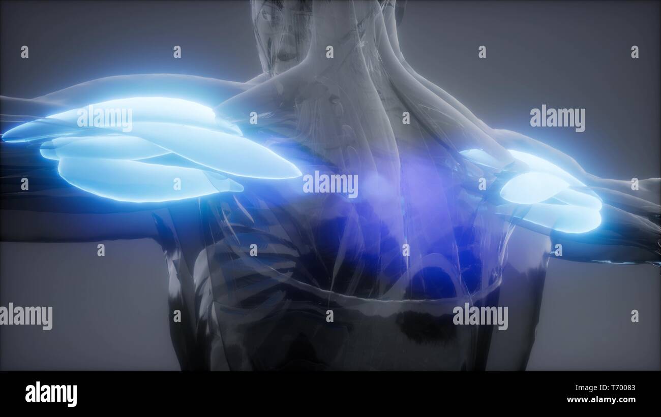 Oberarm - Sichtbare Muskel Anatomie Karte Stockfotografie - Alamy