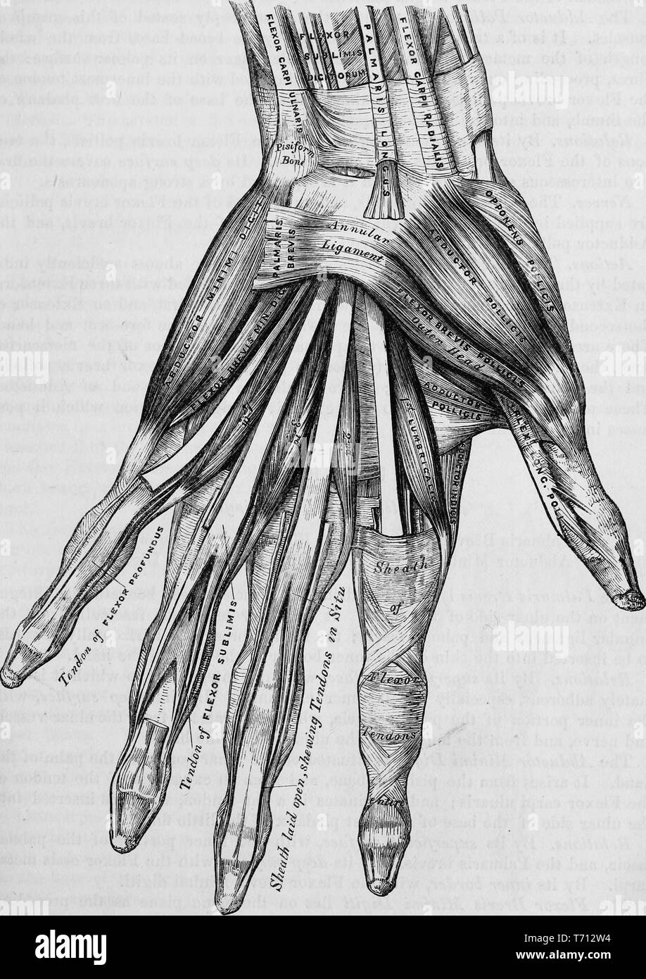 Muskuloskelettales System Einer Menschlichen Hand Stockfotos und ...