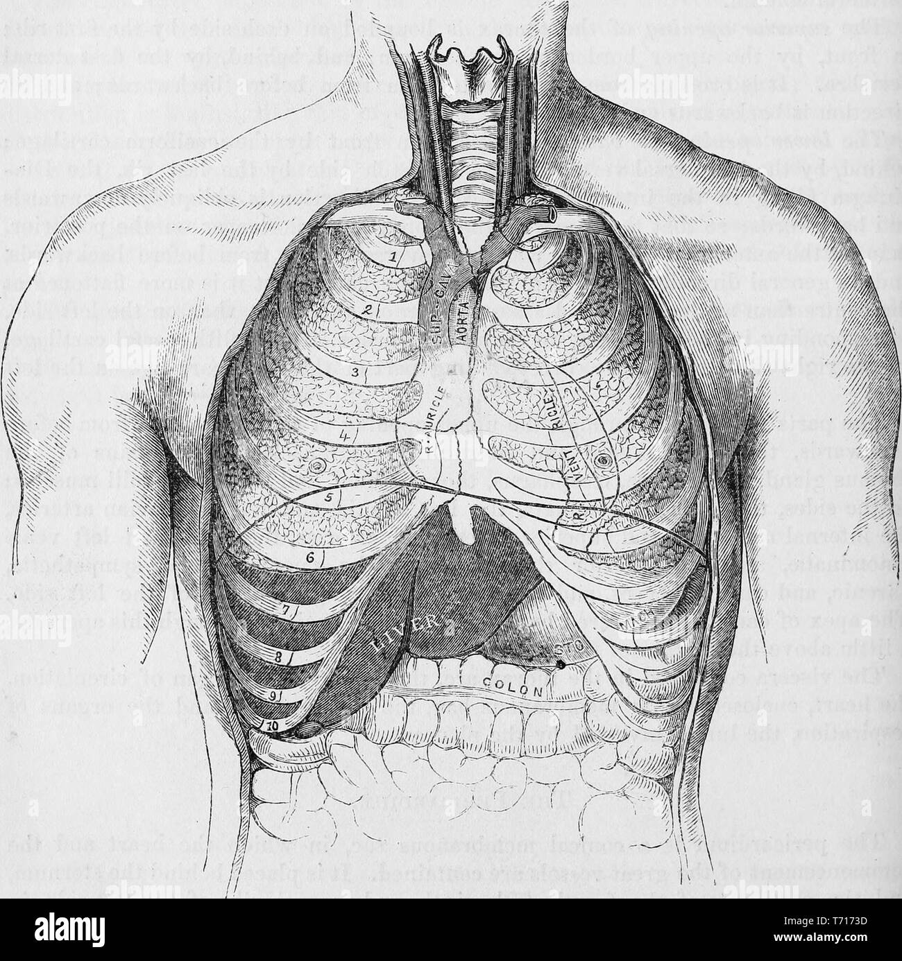 Anatomie Illustration der frontale Ansicht eines männlichen ...