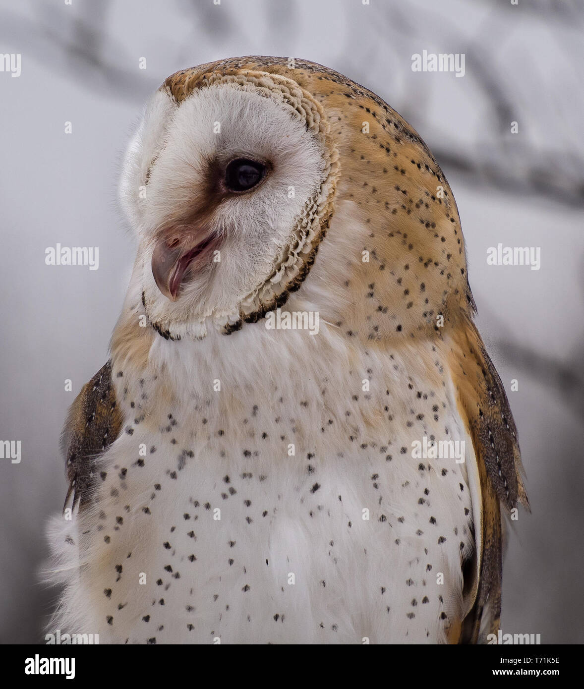 Die westlichen Schleiereule, Tyto alba ist in der Regel eine Unterart Gruppe und gemeinsam mit ...