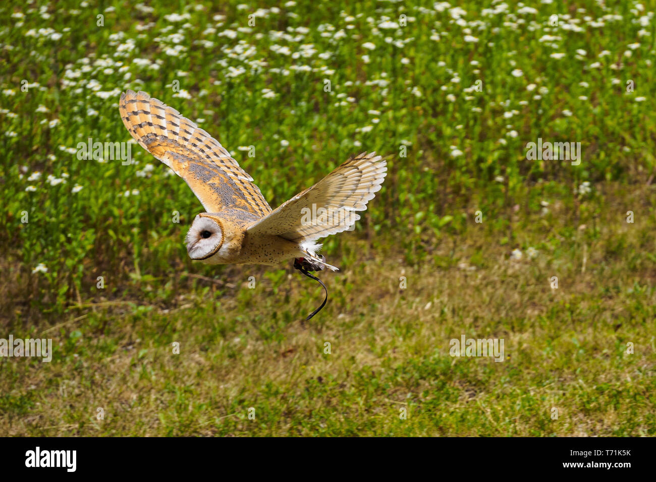 Die westlichen Schleiereule, Tyto alba ist in der Regel eine Unterart Gruppe und gemeinsam mit ...