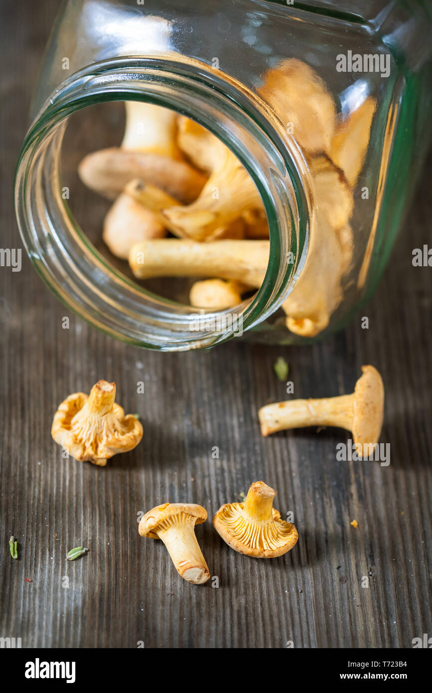 Pfifferling Wald Stockfotos und -bilder Kaufen - Alamy