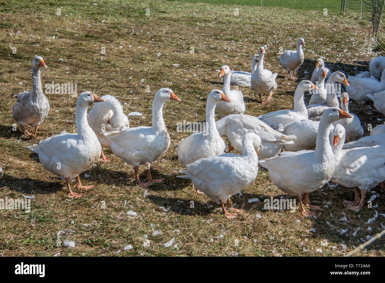Mastgans mastgänse -Fotos und -Bildmaterial in hoher Auflösung – Alamy