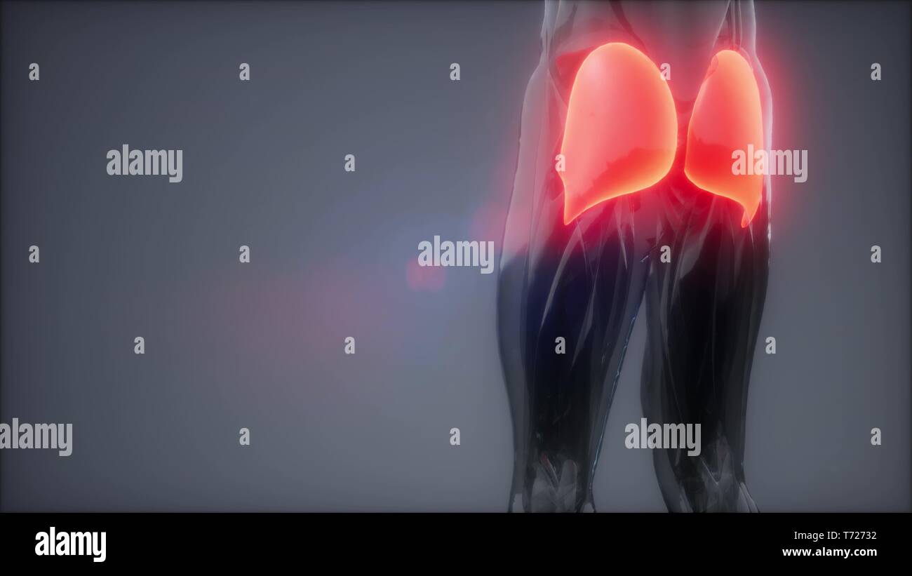Gluteus maximus - Bein Muskeln Anatomie Animation Stockfotografie - Alamy