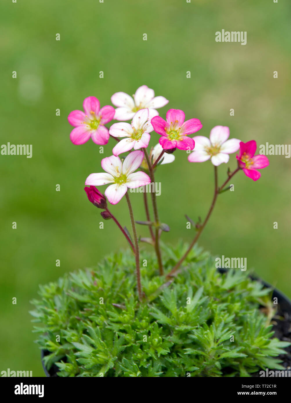 Was zum elfen -Fotos und -Bildmaterial in hoher Auflösung – Alamy