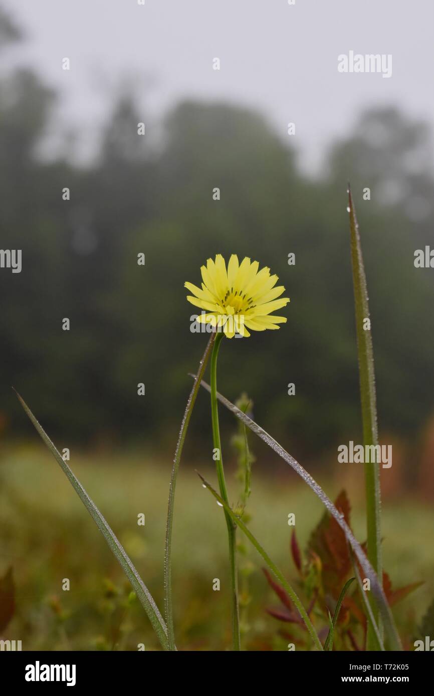 Einzelne gelbe wilde Blume steht in einer wiese wald wiese ...
